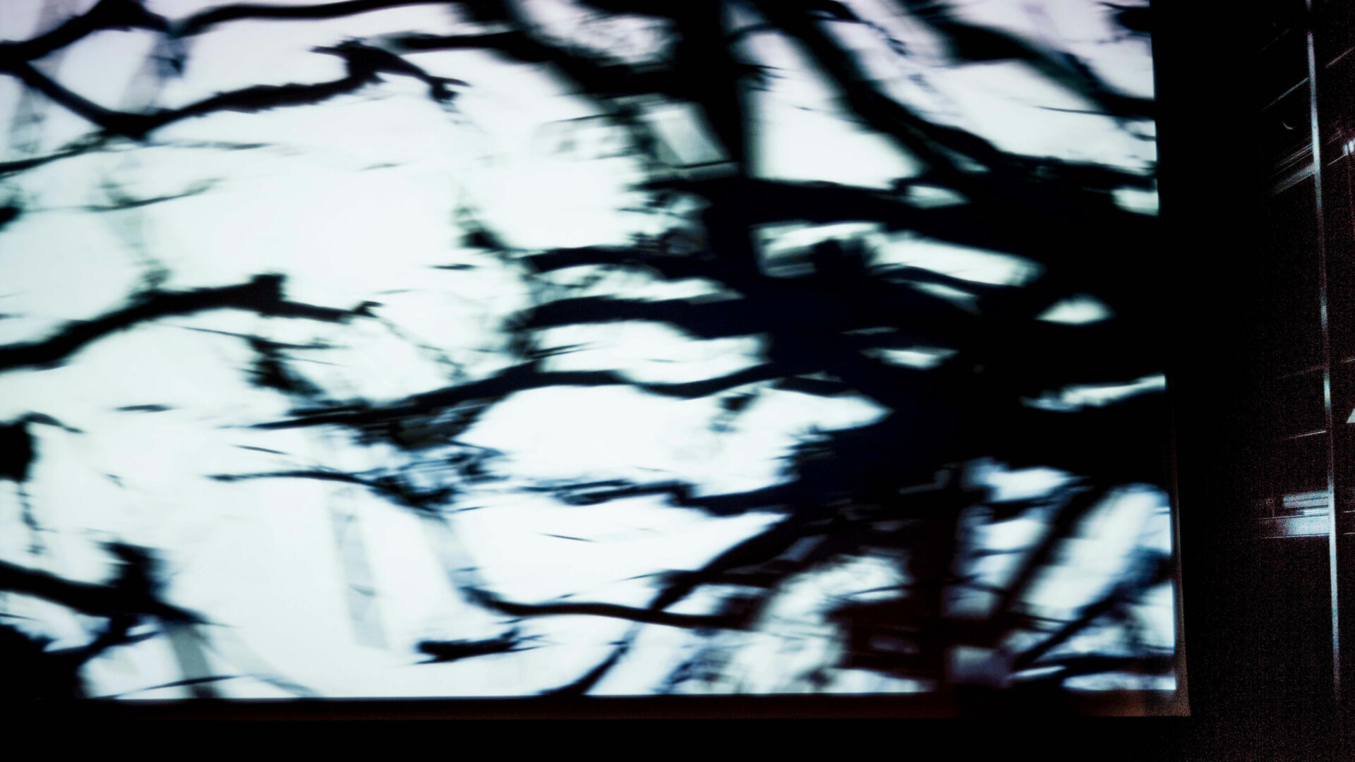 Charles de Meaux — Les Oiseaux